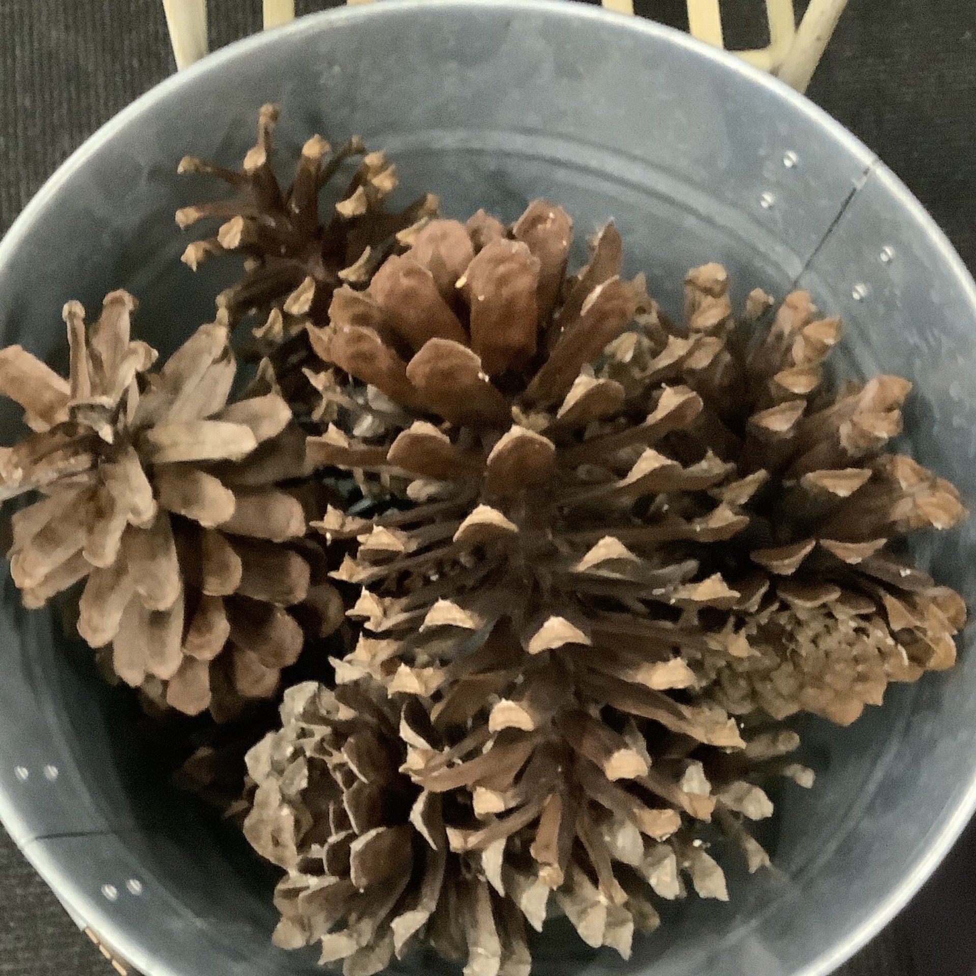 Large pine cones | The Luna Moon Market